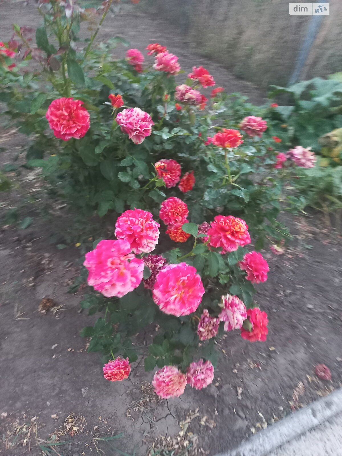 DIM.RIA – Зняти 1 кімнатну квартиру, вулиця Келецька 39 район Слов’янка в undefined в ...