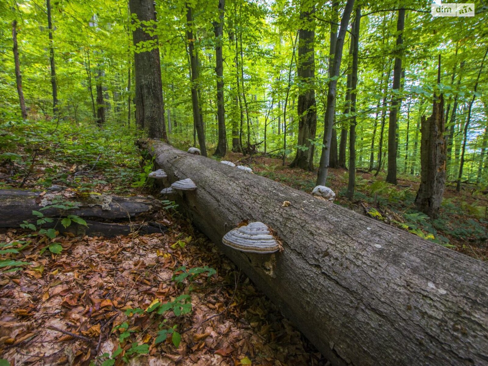 DIM.RIA – Продам будинок в Ужку, Закарпатська обл., - 4, 1но поверховий ...