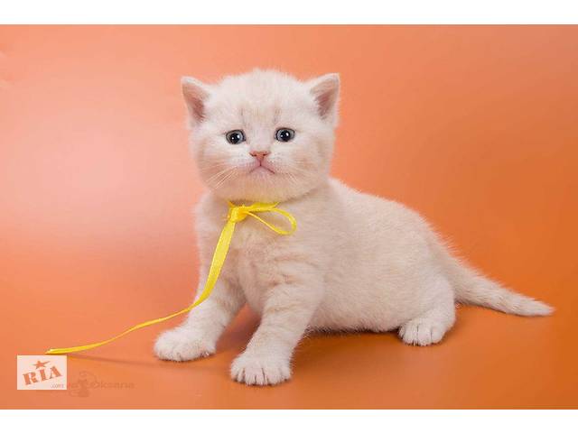 Британские котята кремовые с голубыми глазами: Британська в Львові на ...